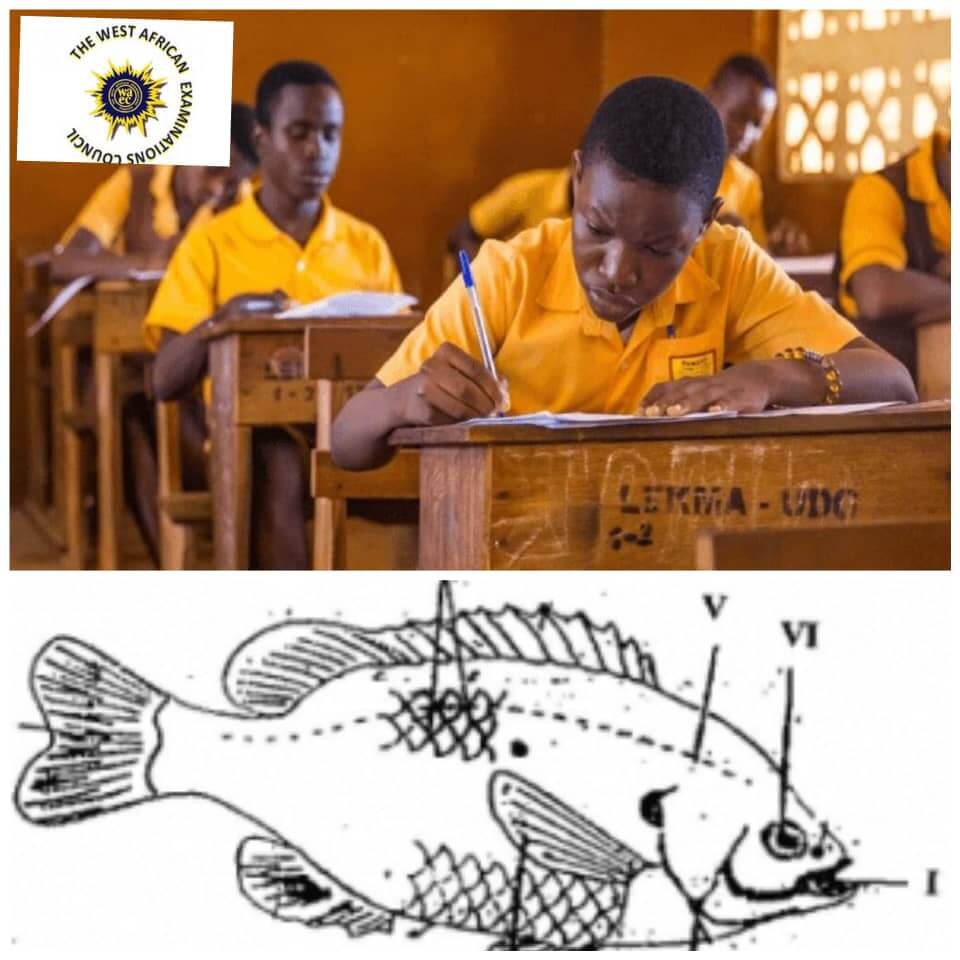 Pass Your 2023 BECE With These Integrated Science Topics