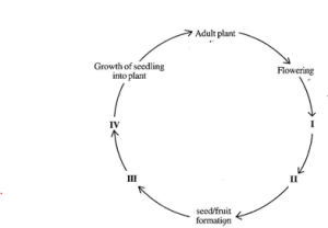 Likely 2023 BECE Integrated Science Questions With Full Answers