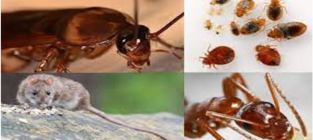 How To Get Rid Of Insects and Rodents - Ghana Education